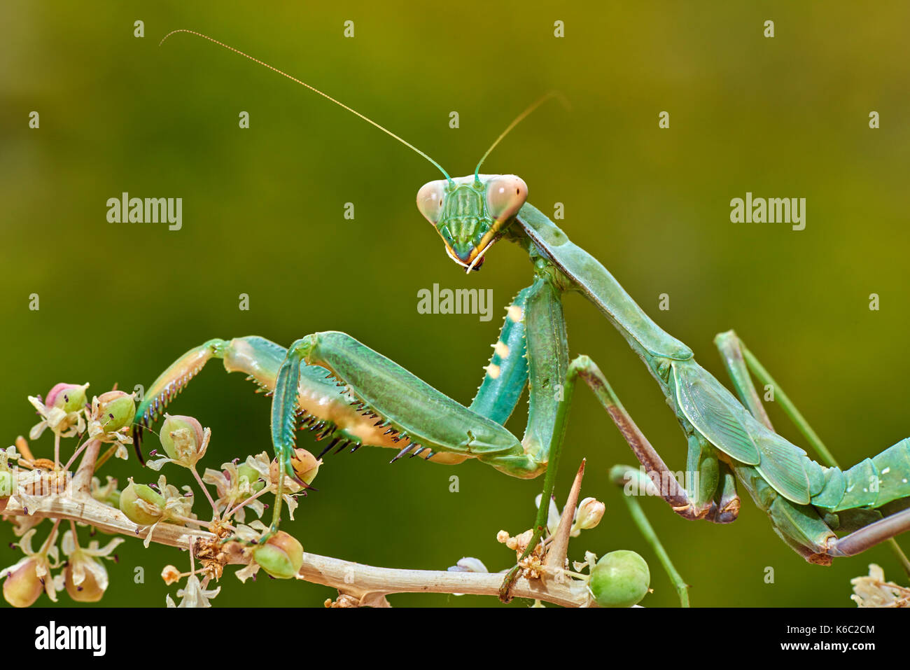 European Mantis or praying mantis (Mantis religiosa), Benalmadena ...