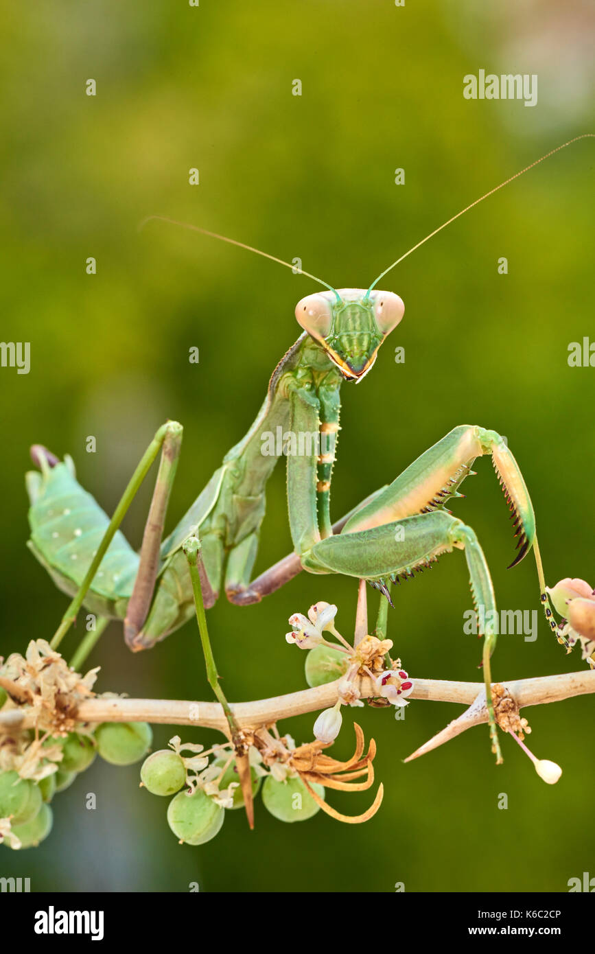 This praying mantis hi-res stock photography and images - Alamy