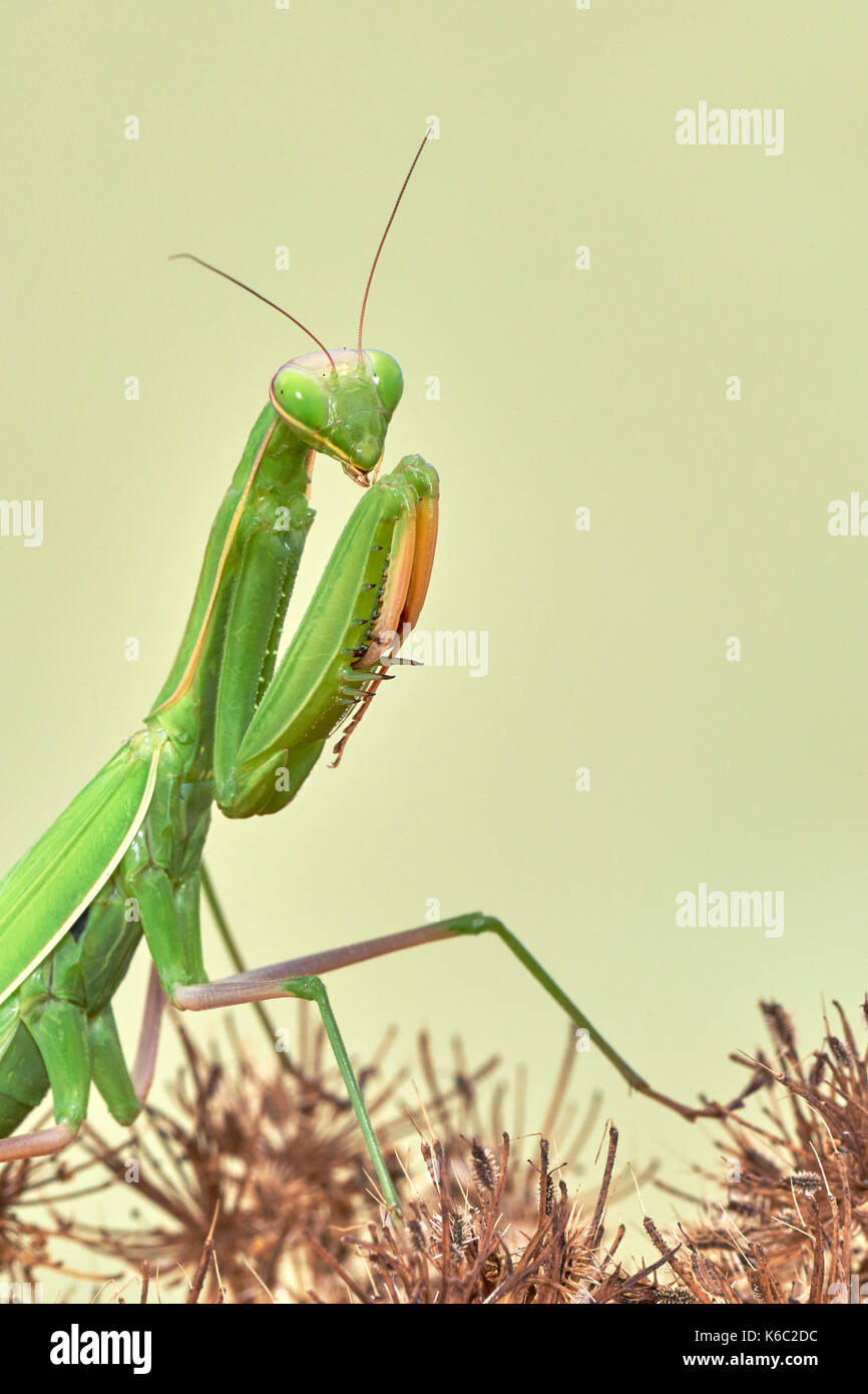European Mantis or praying mantis (Mantis religiosa), Benalmadena ...