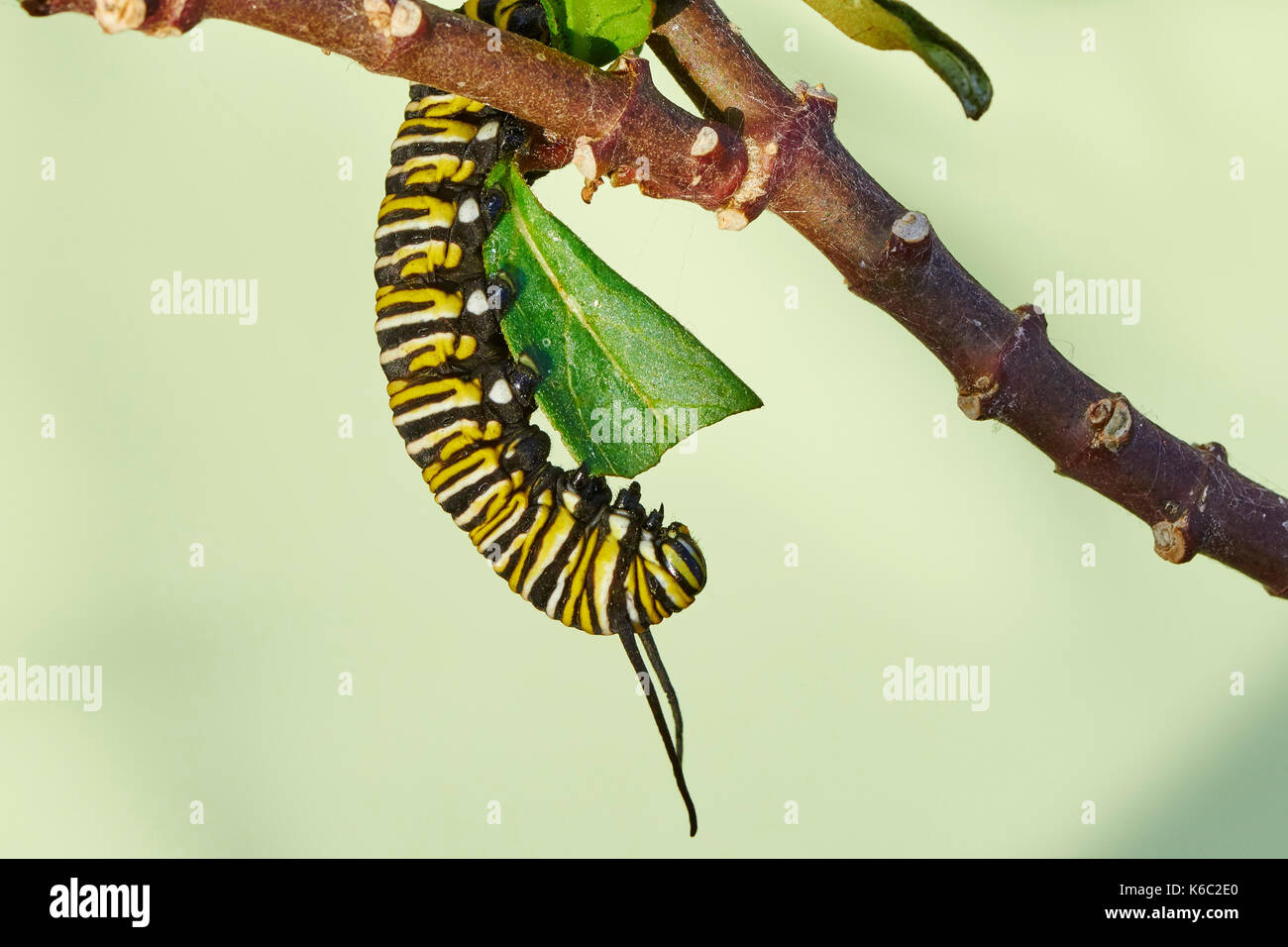 Caterpillar of the Monarch butterfly, Changing from caterpillar to ...