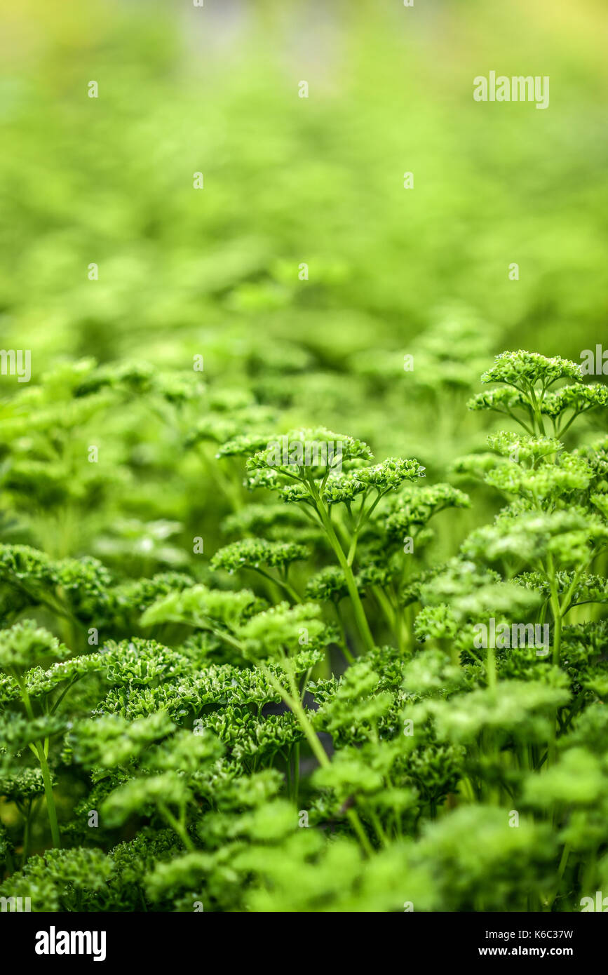 Blooming parsley in the garden, sunny summer day, closeup on the plant ...