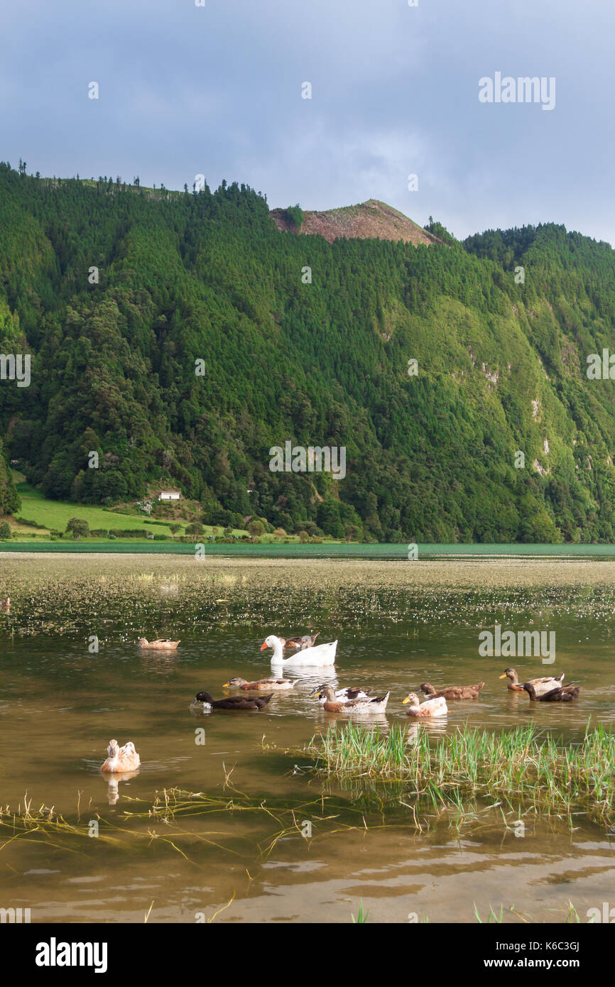 White Goose with Ducks Swimming on Green Lake, Azores, Portugal Stock ...