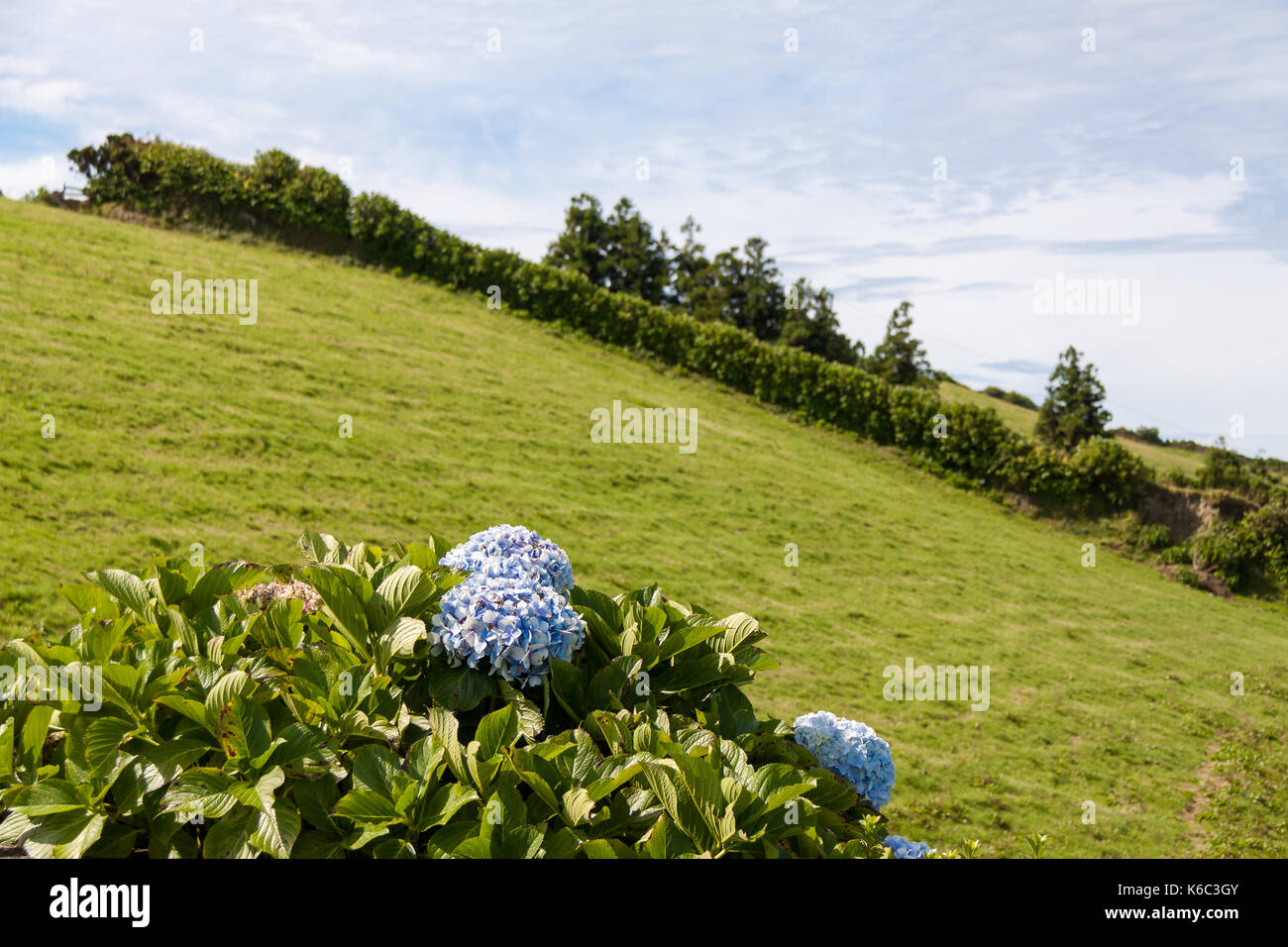 Blue Hydrangea Plants in front of Meadow and Forest, Azores, Portugal ...