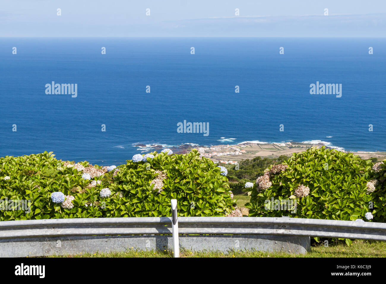 Blue Hydrangea Plants next to Roadside in front of Sea, Azores ...