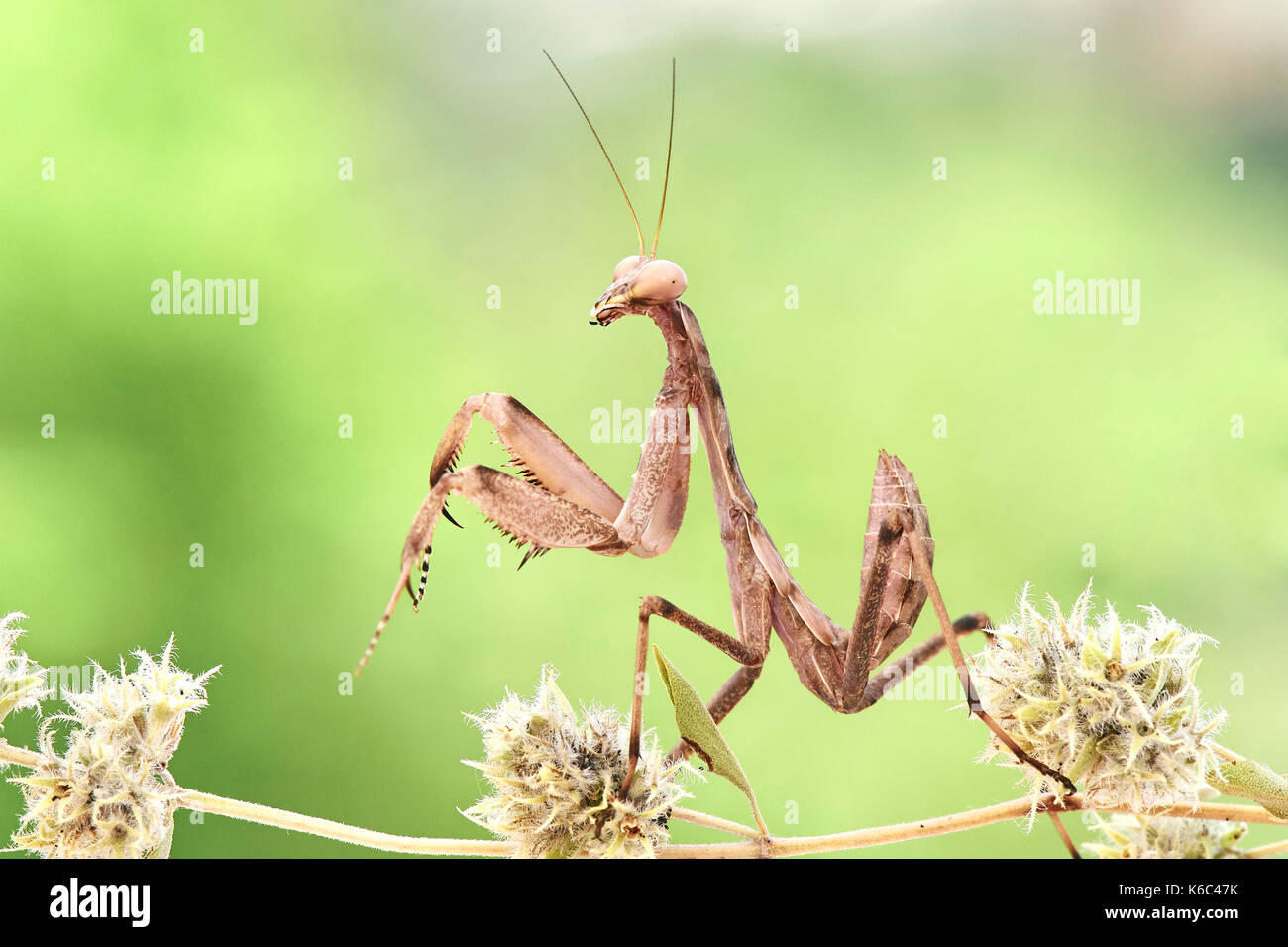 European Mantis or praying mantis (Mantis religiosa), Benalmadena ...