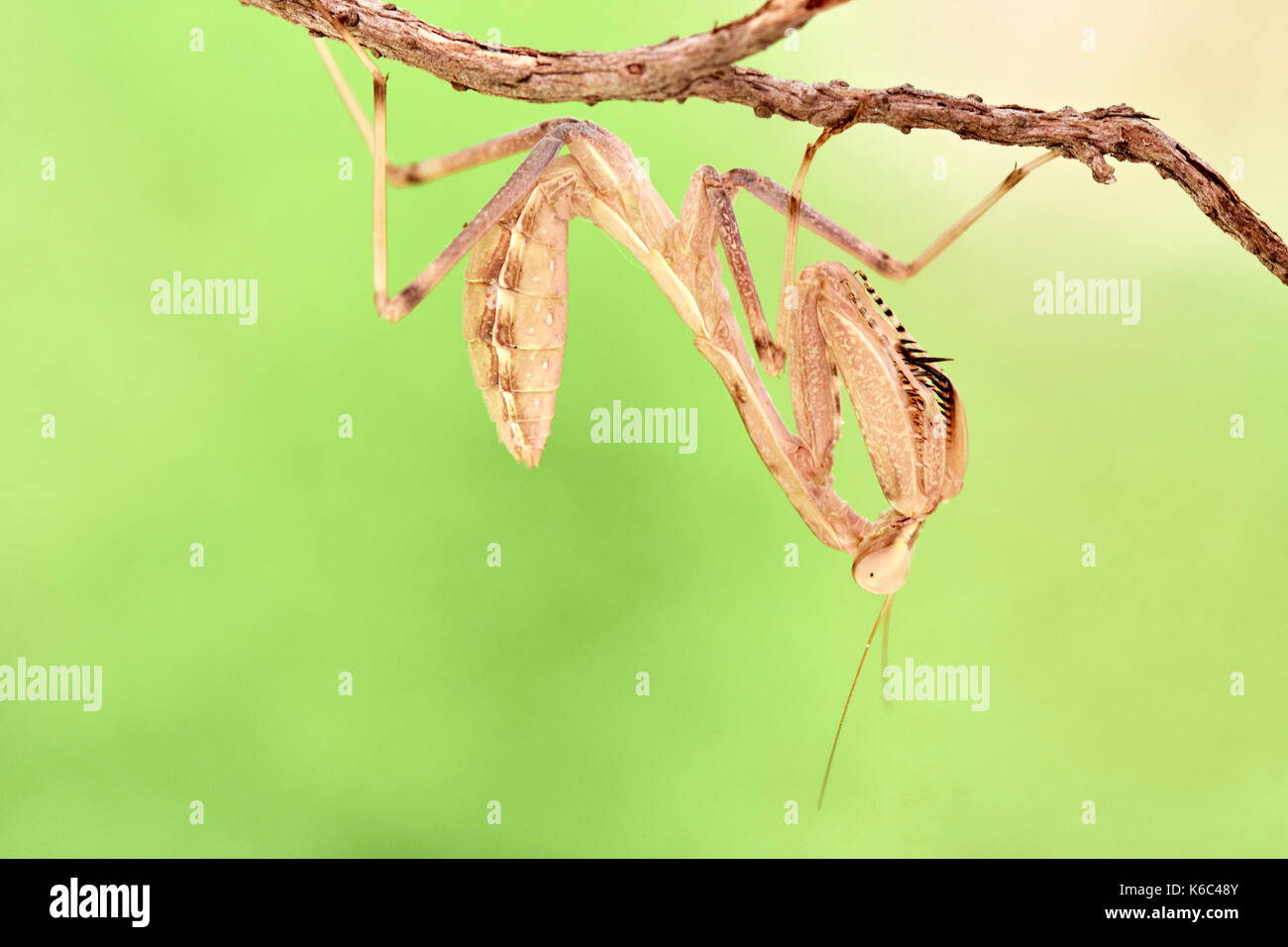 European Mantis or praying mantis (Mantis religiosa), Benalmadena ...