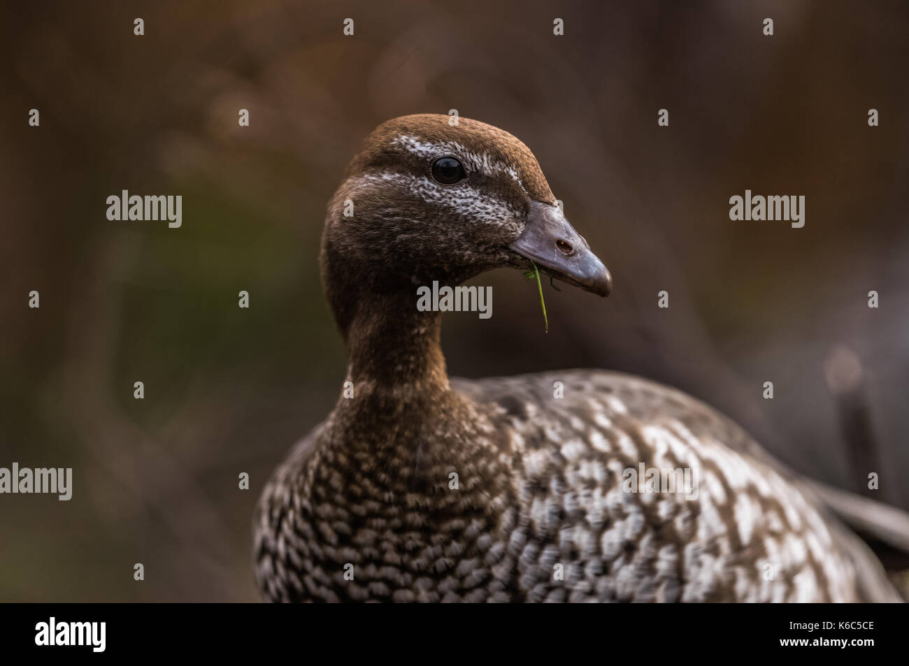 Australian Avian High Resolution Stock Photography and Images - Alamy