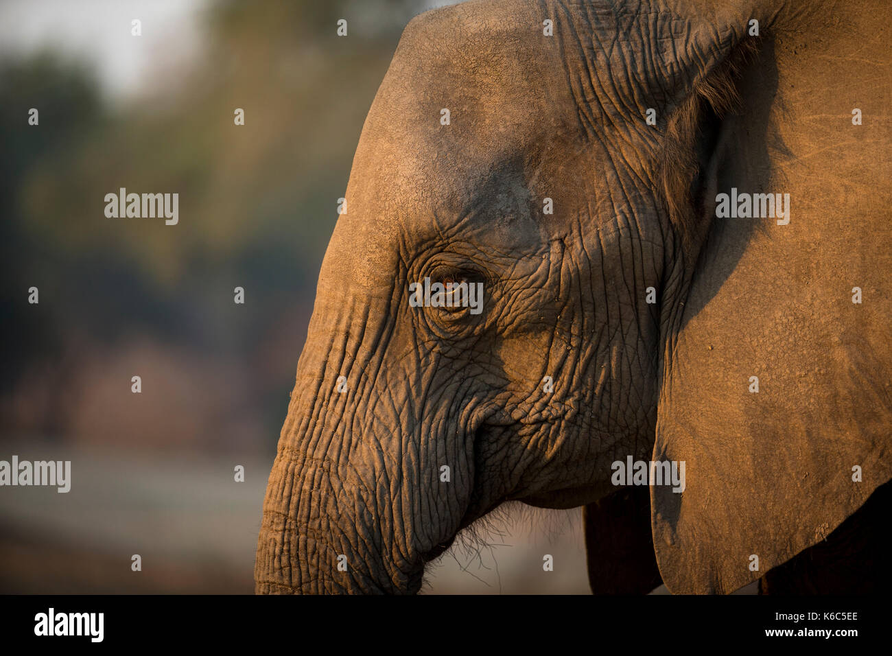 African elephant side view hi-res stock photography and images - Alamy