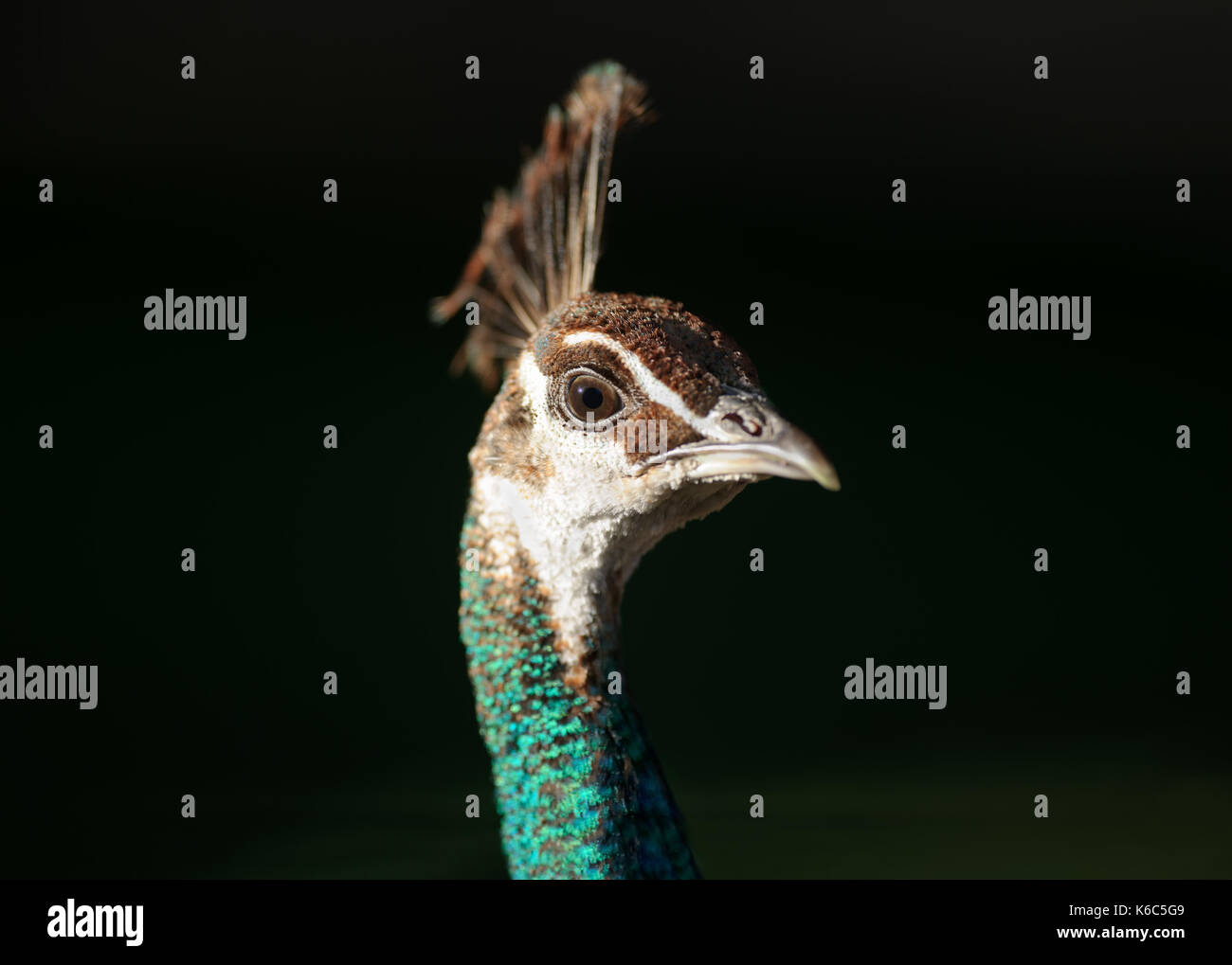 Peahen bird hi-res stock photography and images - Alamy