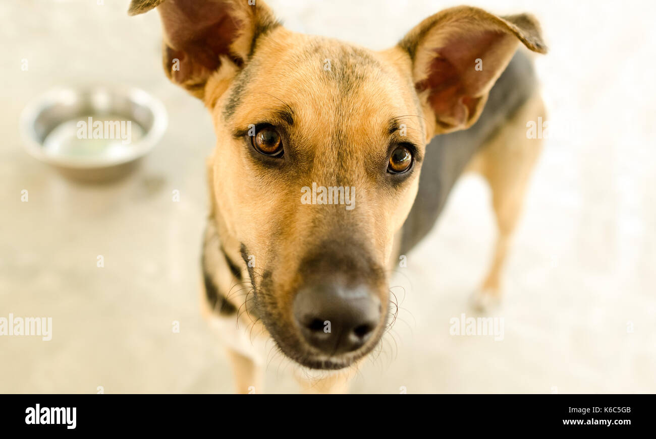 Dog bowl is a hungry German Shepherd waiting for someone to food in his ...