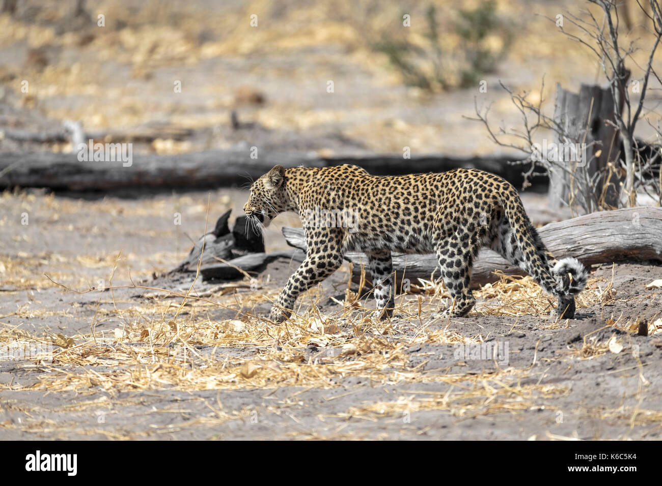 Leopard side profile hi-res stock photography and images - Alamy