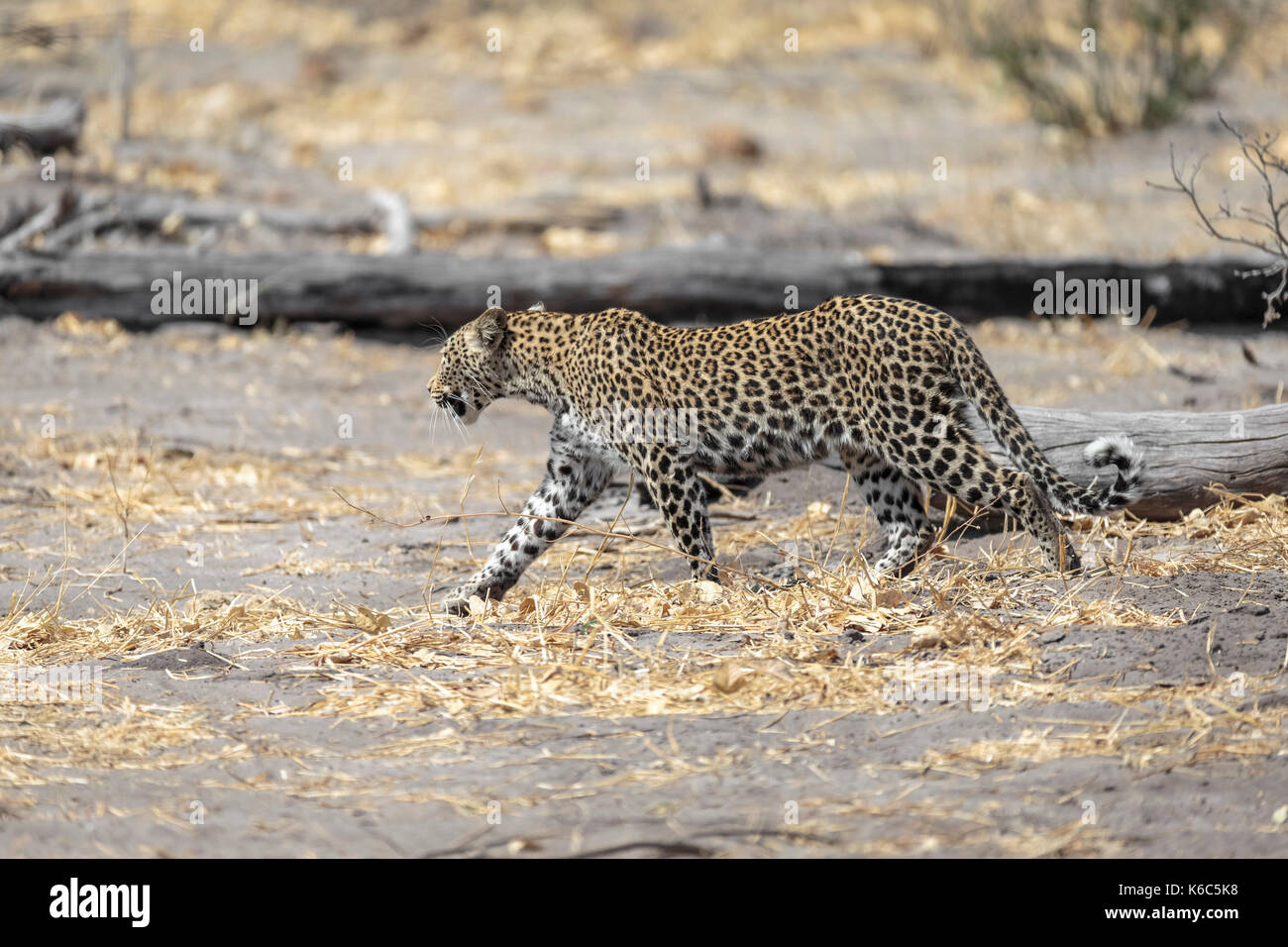Leopard Side Profile High Resolution Stock Photography and Images - Alamy