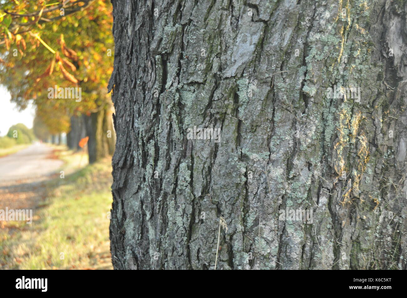 Spreading chestnut tree hi-res stock photography and images - Alamy