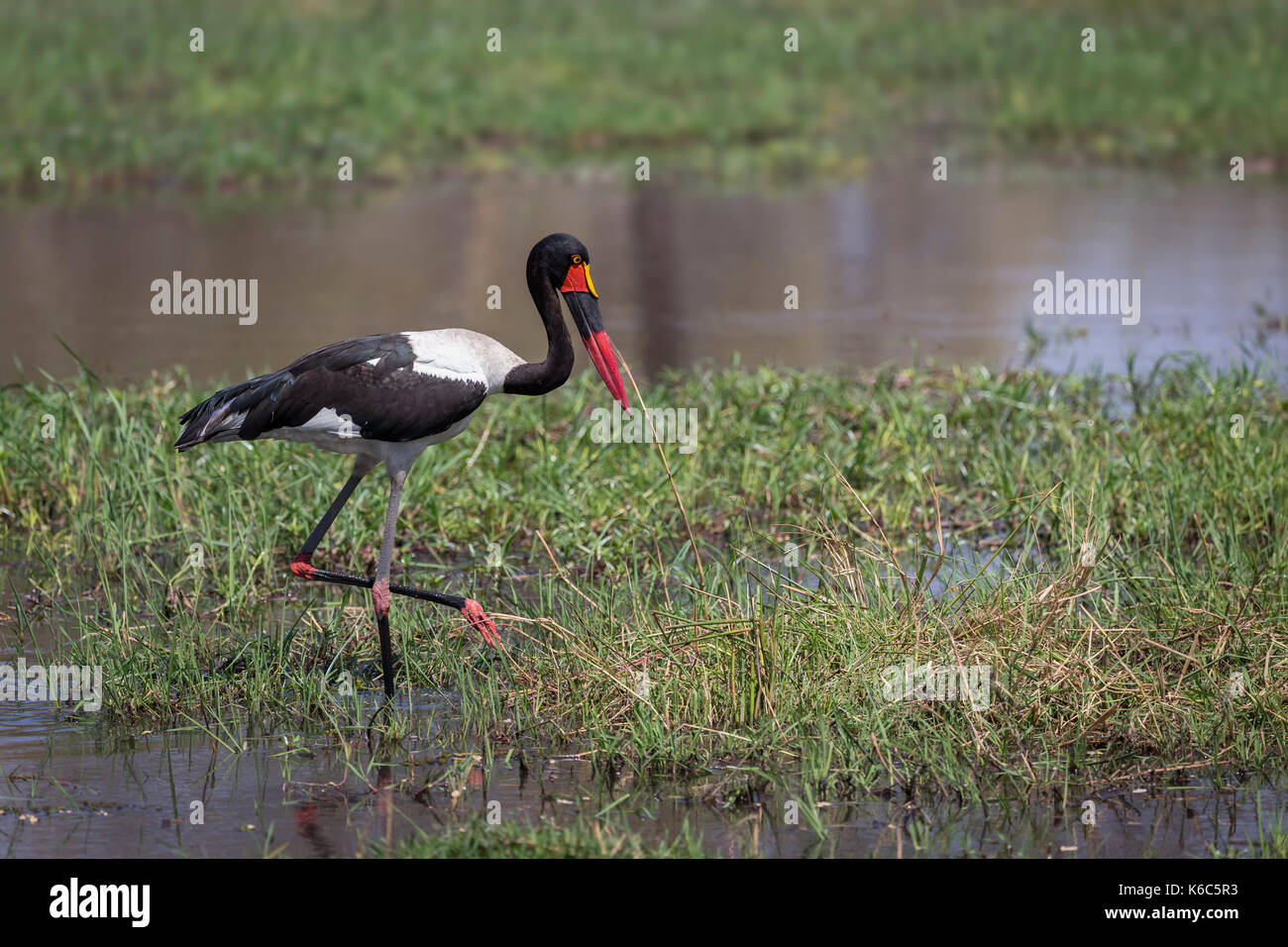 Saddle Billed Stork fishing in Kwai River, Botswana Stock Photo - Alamy