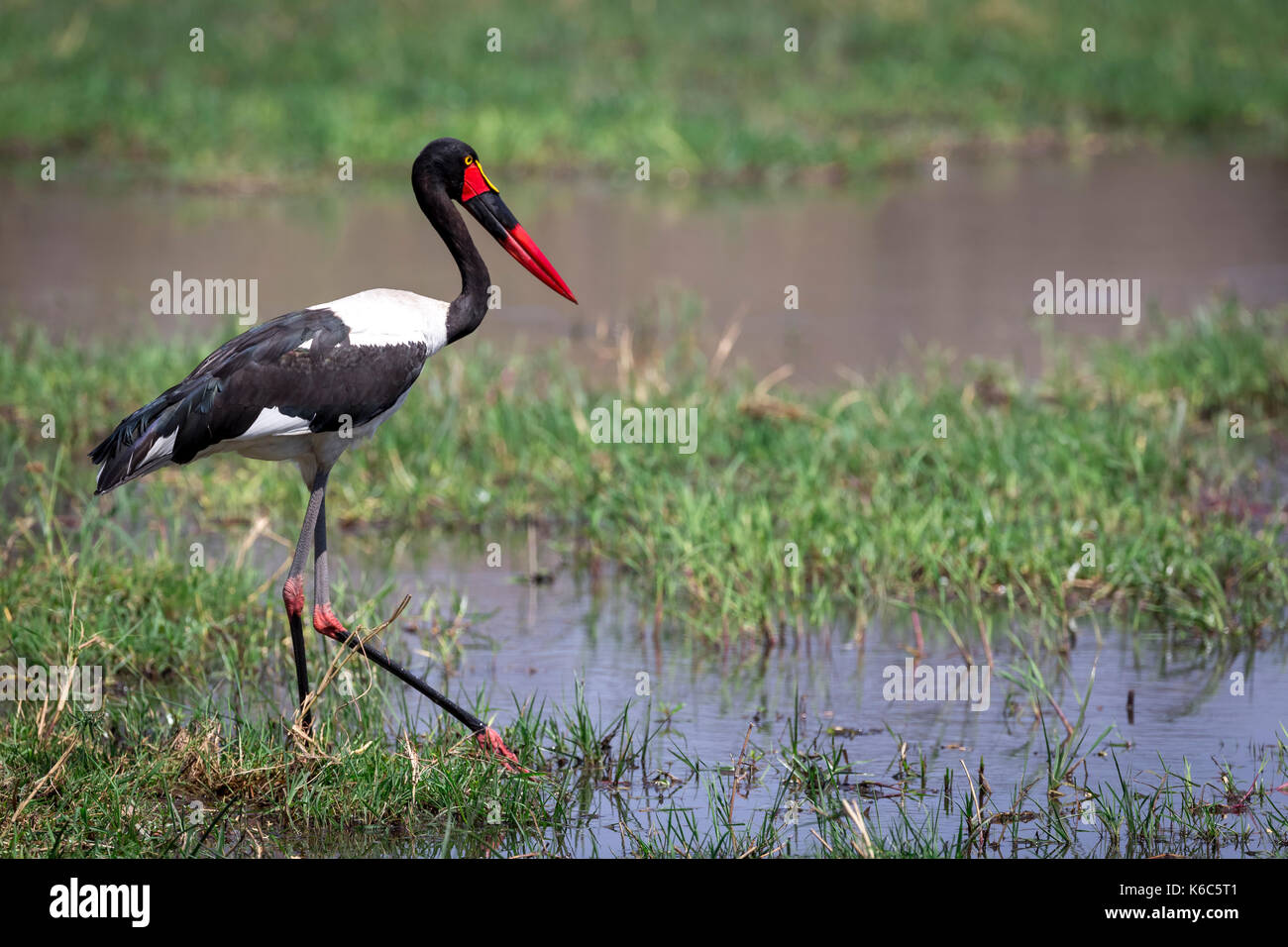 Saddle Billed Stork fishing in Kwai River, Botswana Stock Photo - Alamy