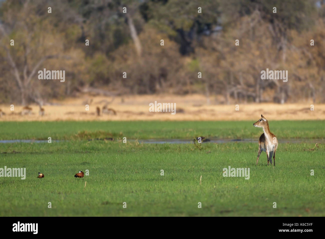 Red Lechwe in marsh, Okavango delta, kwai, Botswana Stock Photo - Alamy