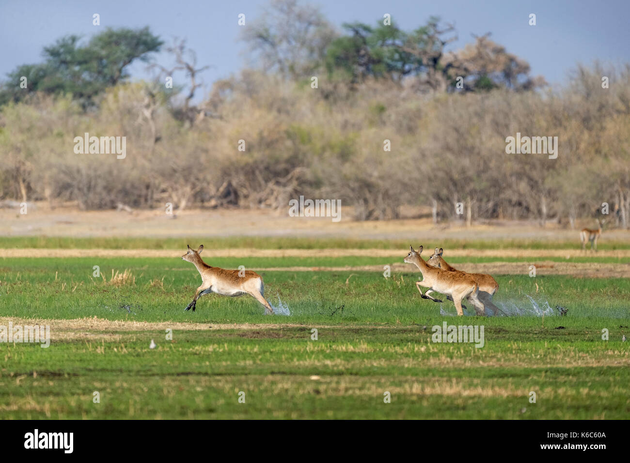 Playful animals in trees hi-res stock photography and images - Alamy