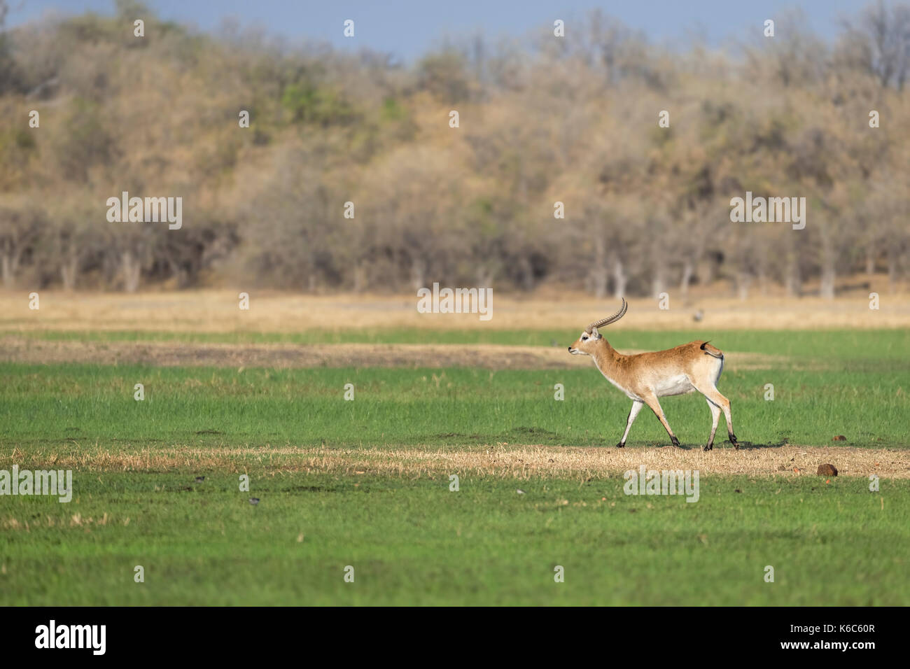 Red Lechwe in marsh, Okavango delta, kwai, Botswana Stock Photo - Alamy