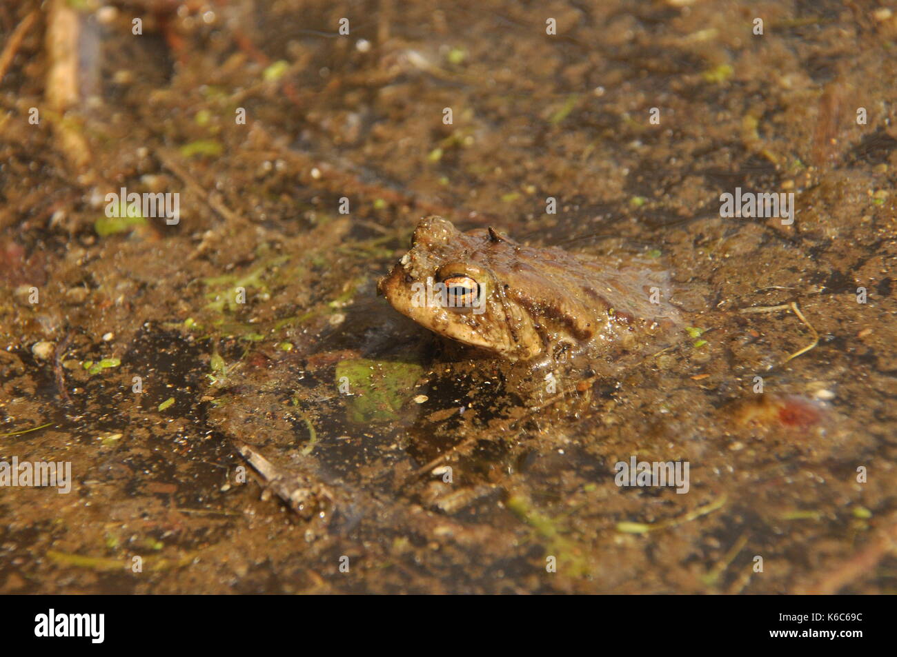 Toad. Amphibian during the spring awakening and mating Stock Photo - Alamy