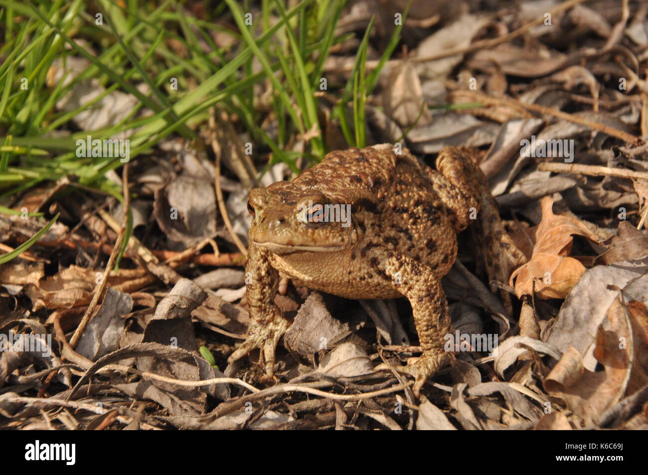 Toad. Amphibian during the spring awakening and mating Stock Photo - Alamy