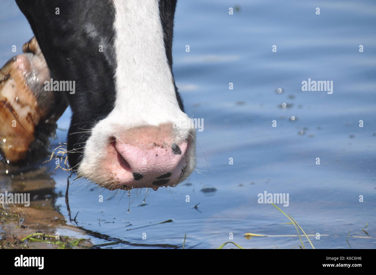 The cow's mouth. Moist nostrils domestic cattle. Organ of smell Stock ...
