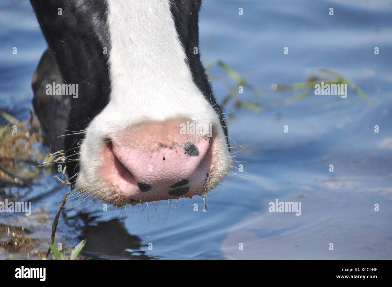 The cow's mouth. Moist nostrils domestic cattle. Organ of smell Stock ...