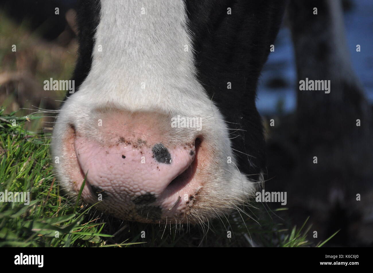 The cow's mouth. Moist nostrils domestic cattle. Organ of smell Stock ...