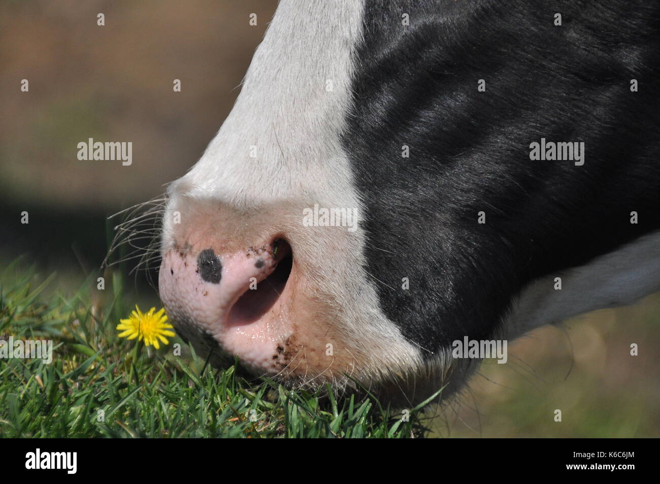 Spongiform Encephalopathy High Resolution Stock Photography and Images ...