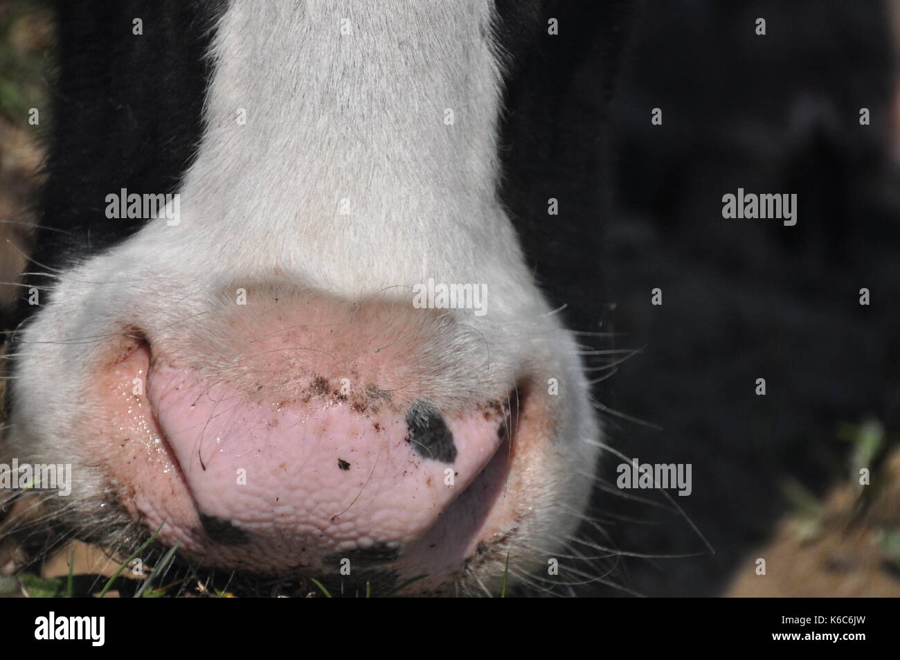 Cow Treatment High Resolution Stock Photography and Images - Alamy