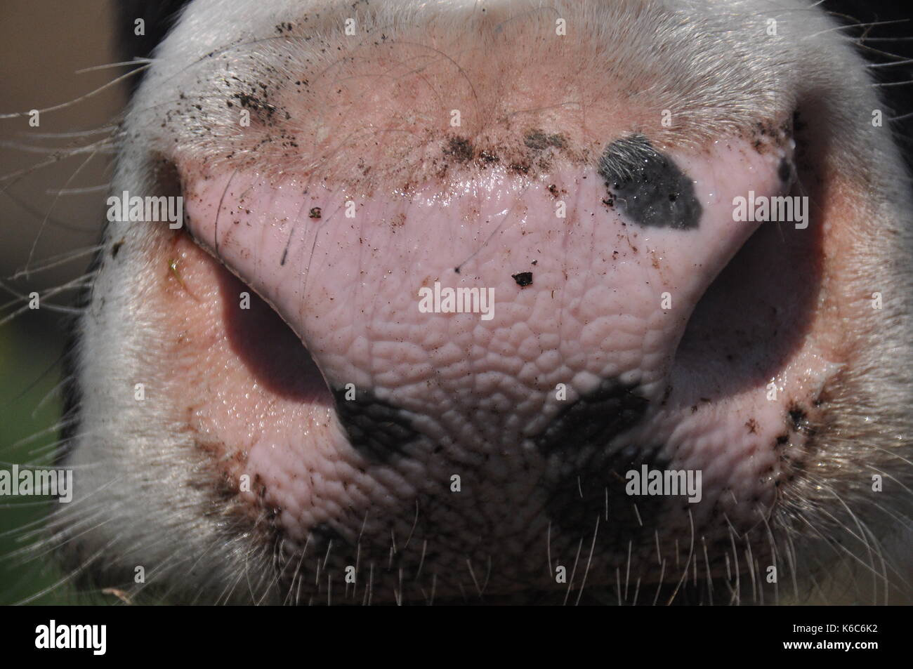 Cows mouth hi-res stock photography and images - Alamy