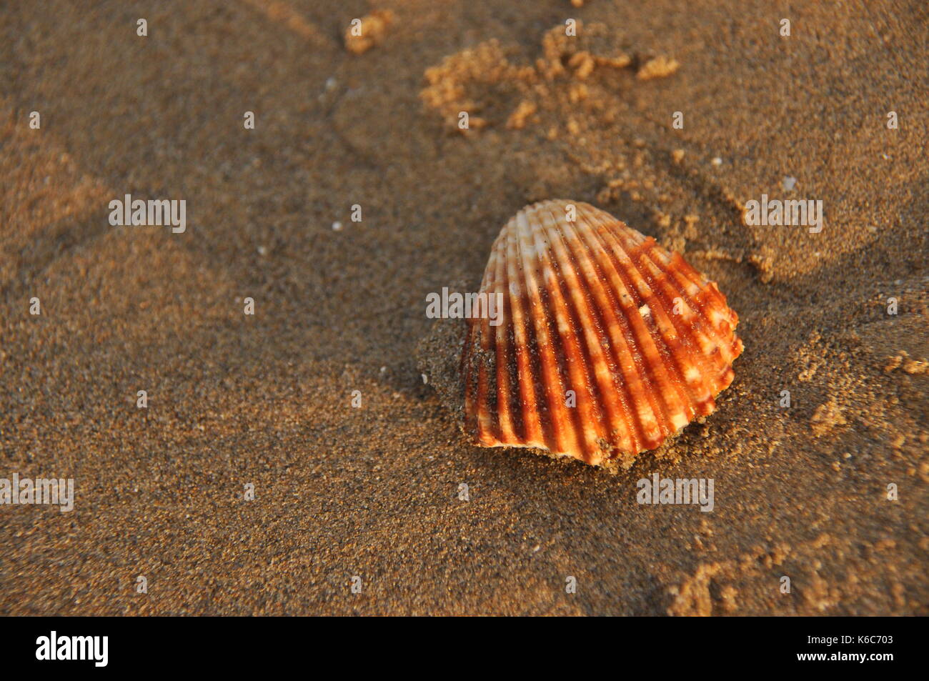 Shellfish, snails from the Mediterranean Sea on the beach in Italy ...