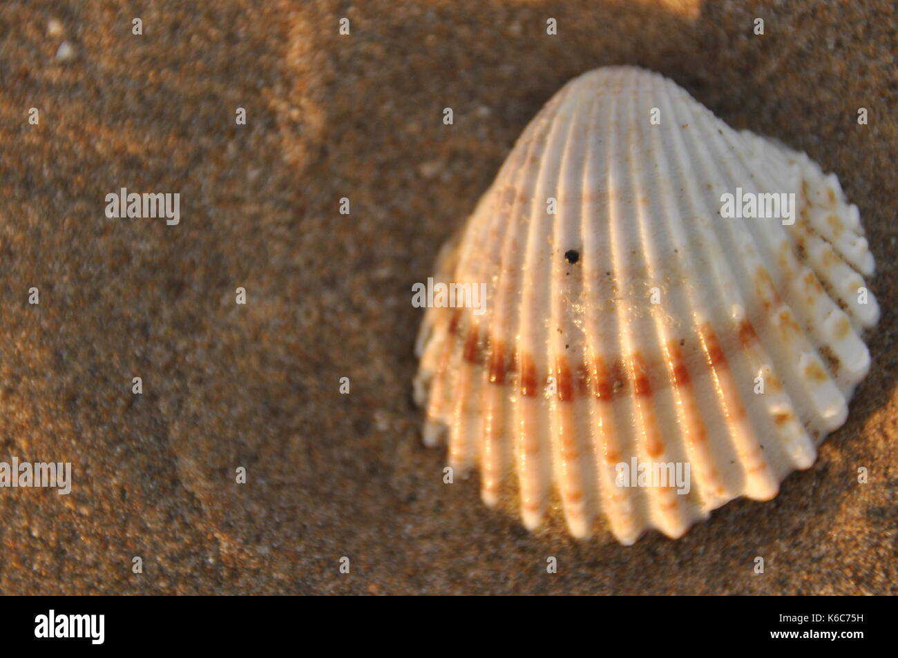 Shellfish, snails from the Mediterranean Sea on the beach in Italy ...