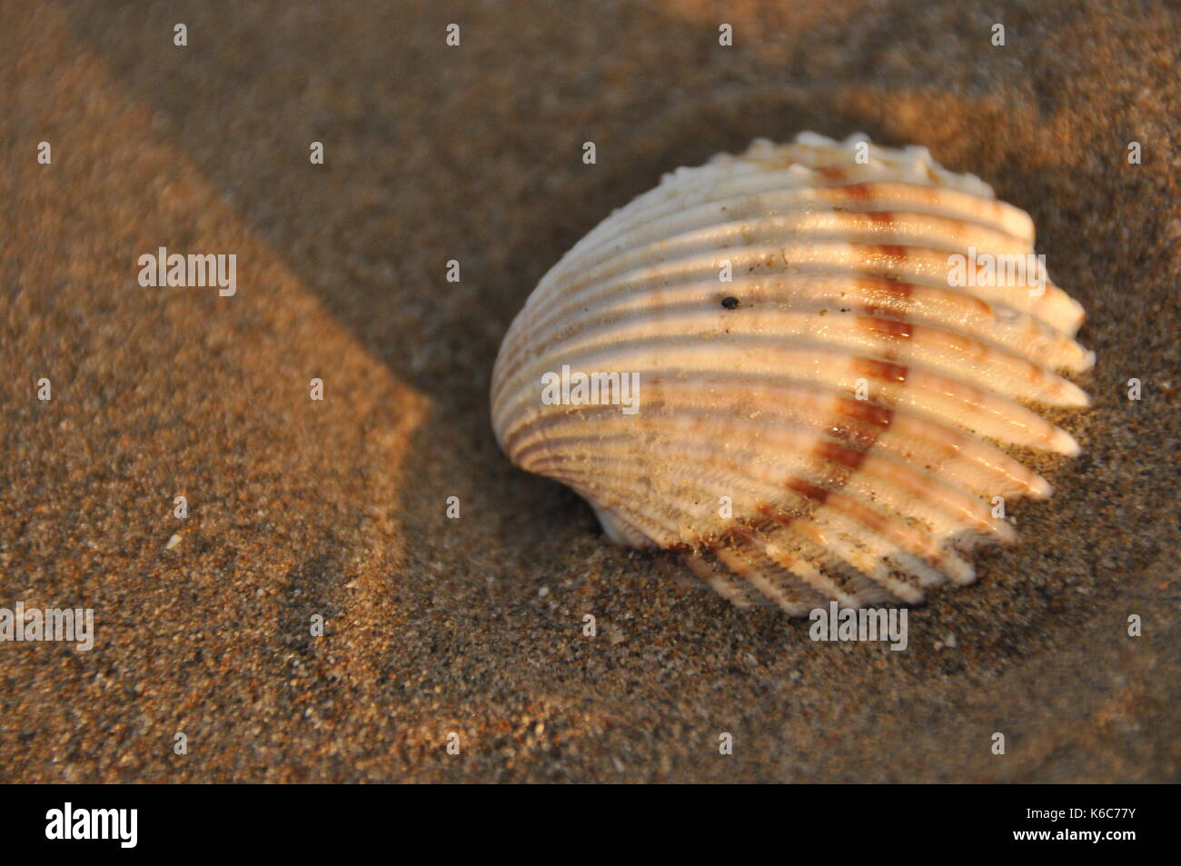 Shellfish, snails from the Mediterranean Sea on the beach in Italy ...