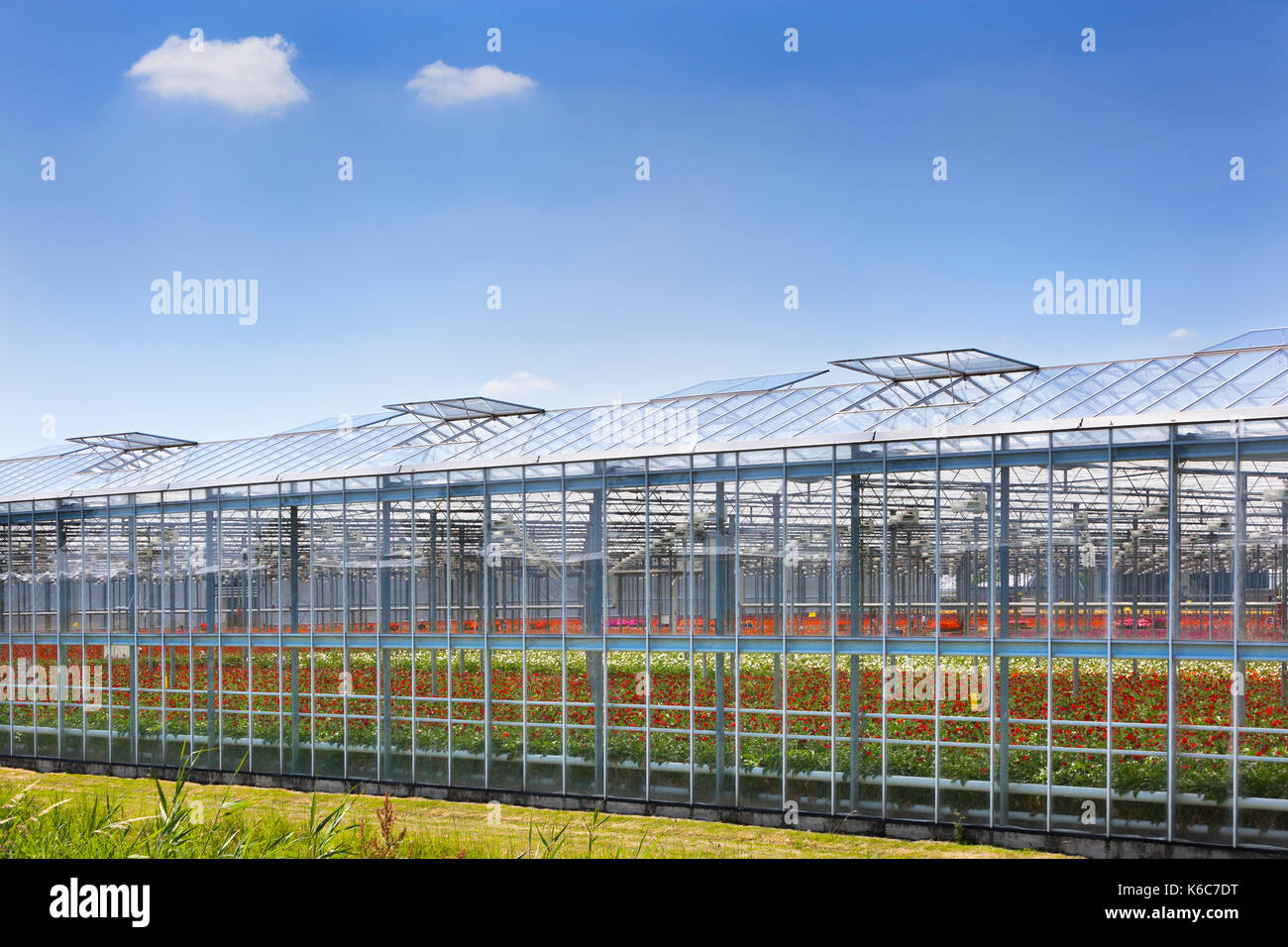 Greenhouse exterior with colorful flowers inside in the Netherlands ...