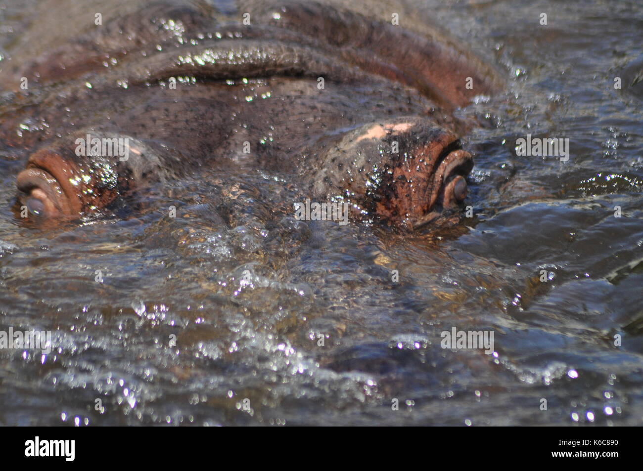 Hippo. Floating in the water a large animal living in Africa Stock ...