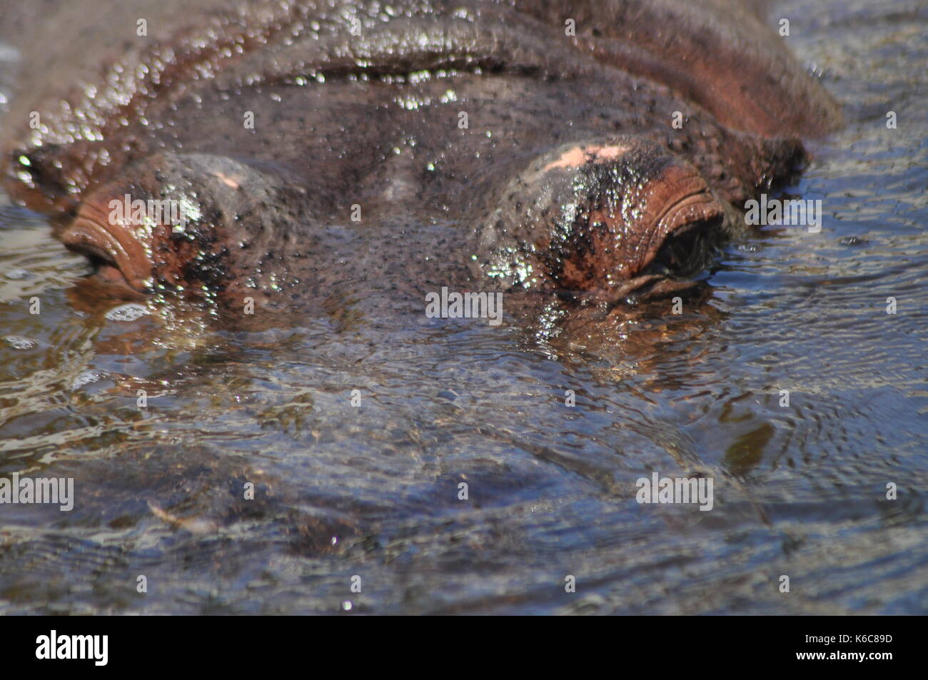 Hippo. Floating in the water a large animal living in Africa Stock ...
