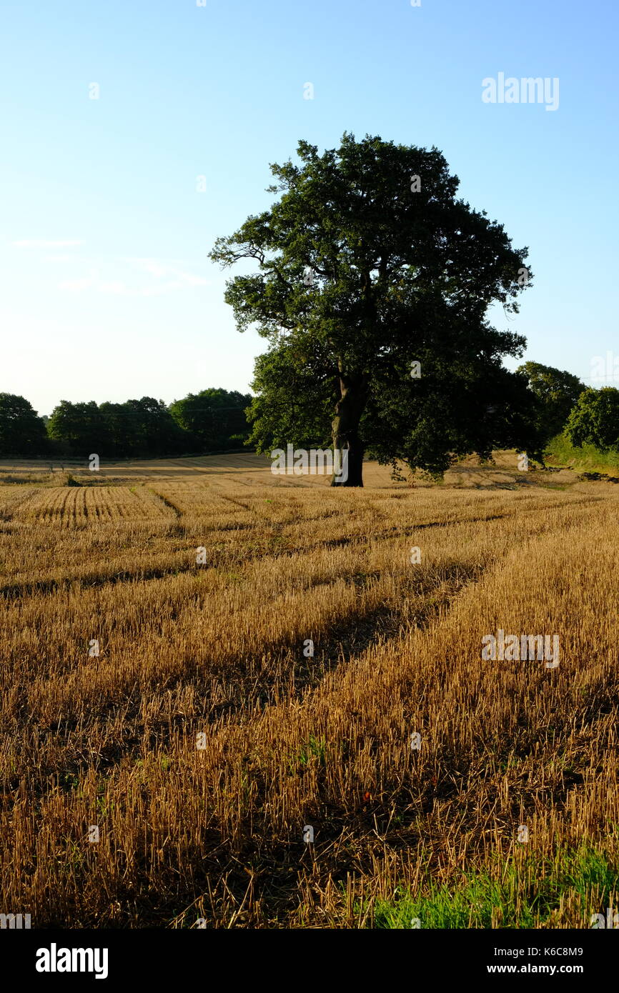 Bunbury, Cheshire, England, Rural, Arable Stubble Harvest, Golden ...