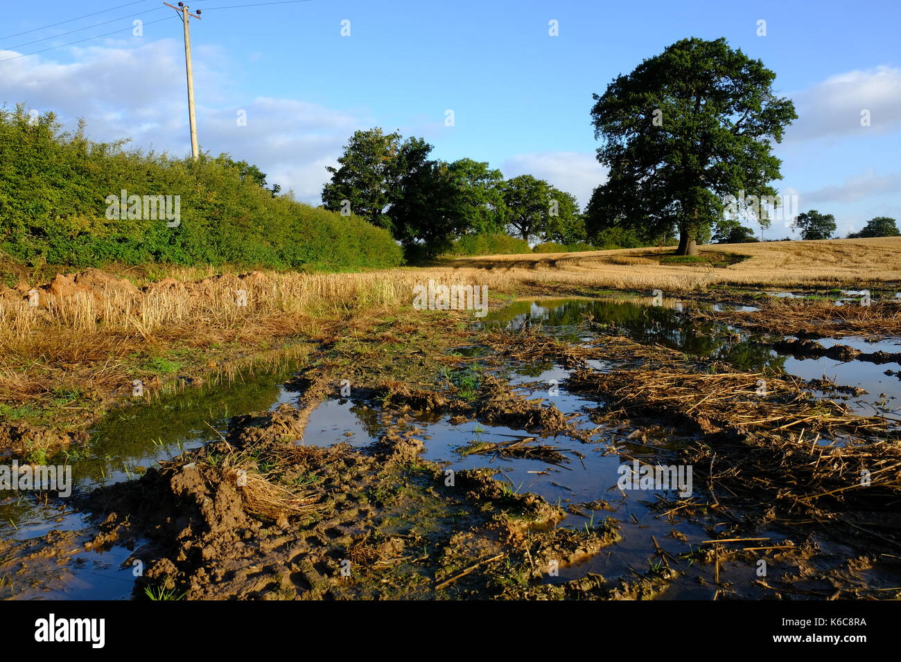 Bunbury, Cheshire, England, Rural, Arable Stubble Harvest, Golden ...