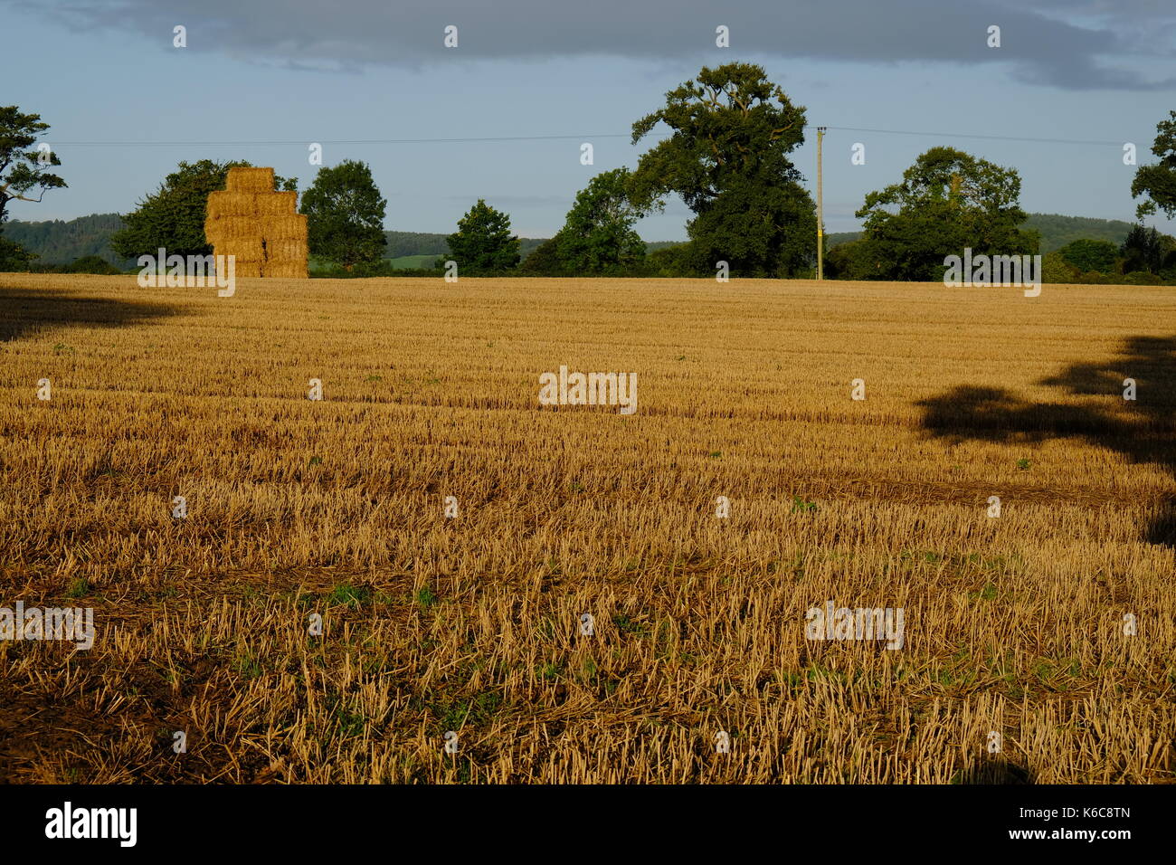 Bunbury, Cheshire, England, Rural, Arable Stubble Harvest, Golden ...