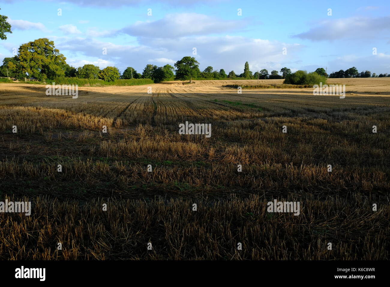 Bunbury, Cheshire, England, Rural, Arable Stubble Harvest, Golden ...