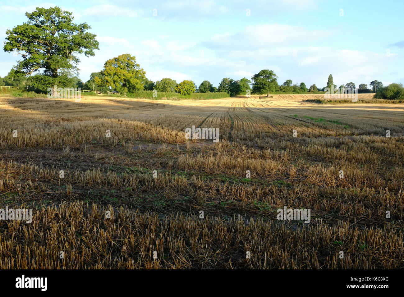 Bunbury, Cheshire, England, Rural, Arable Stubble Harvest, Golden ...
