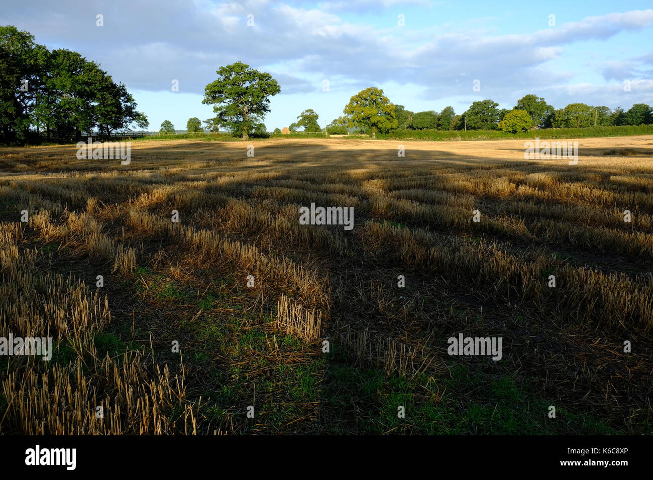 Bunbury, Cheshire, England, Rural, Arable Stubble Harvest, Golden ...