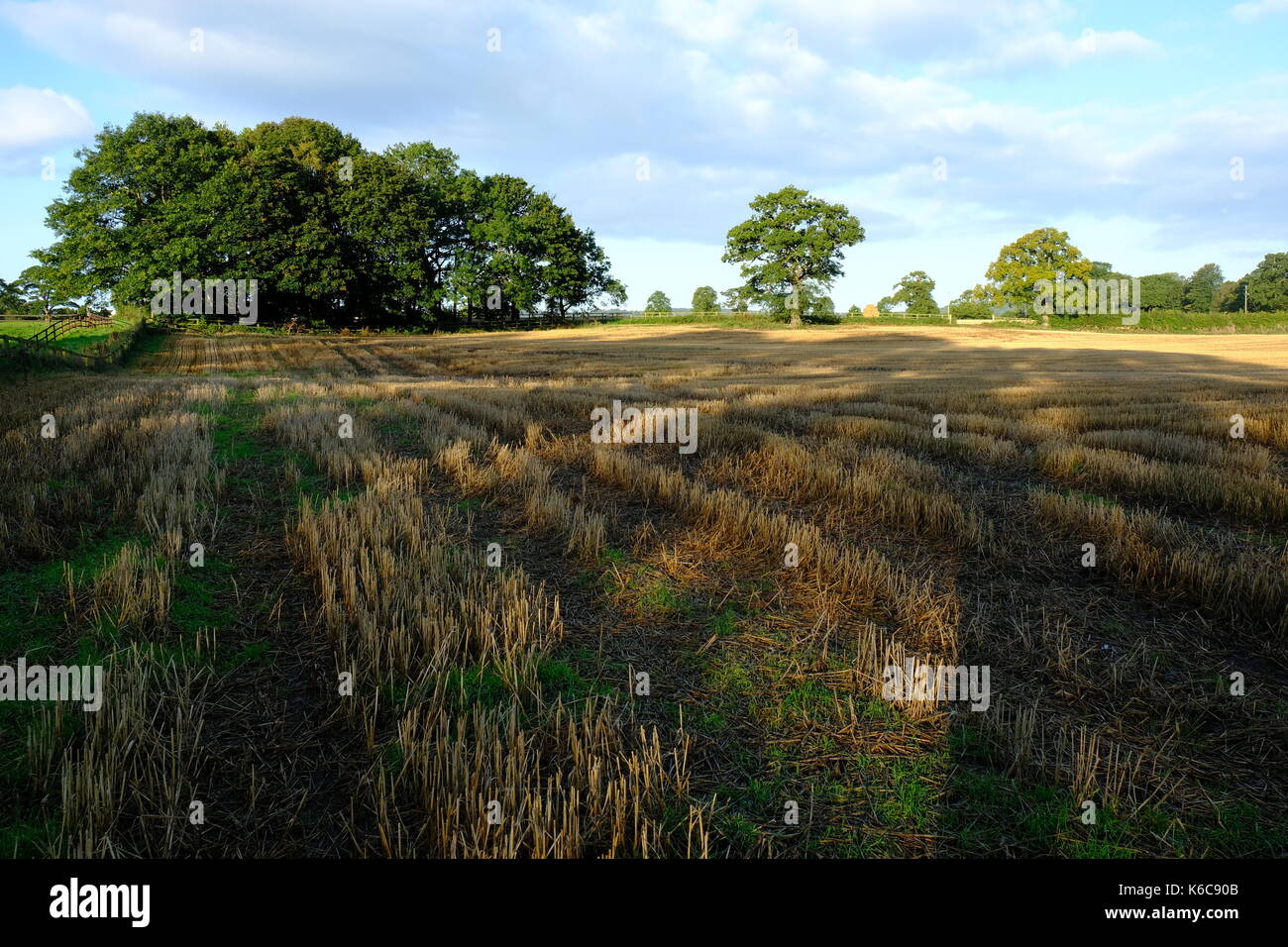 Bunbury, Cheshire, England, Rural, Arable Stubble Harvest, Golden ...
