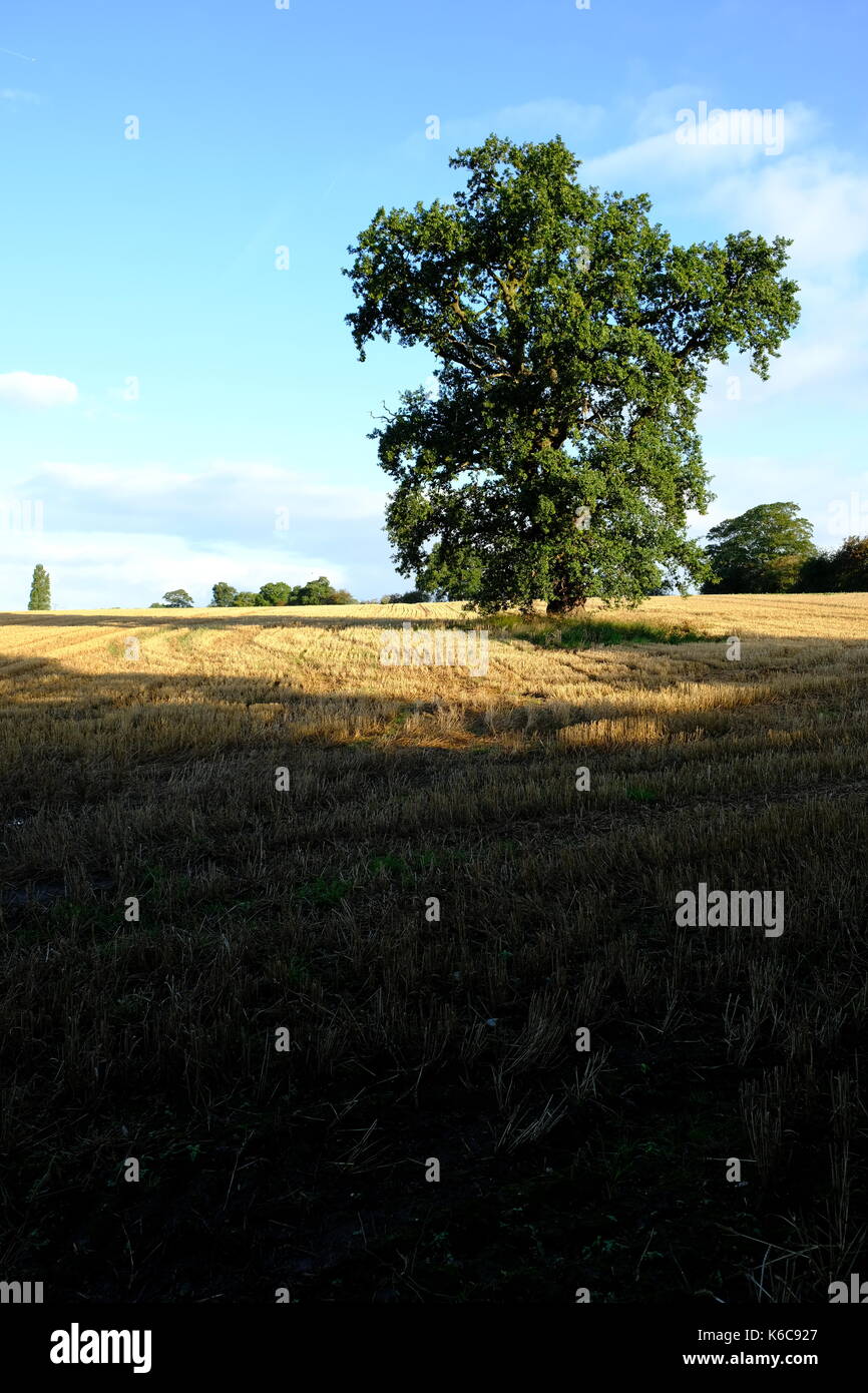 Bunbury, Cheshire, England, Rural, Arable Stubble Harvest, Golden ...