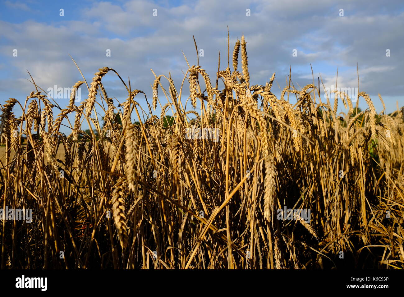 Bunbury, Cheshire, England, Rural, Arable Stubble Harvest, Golden ...