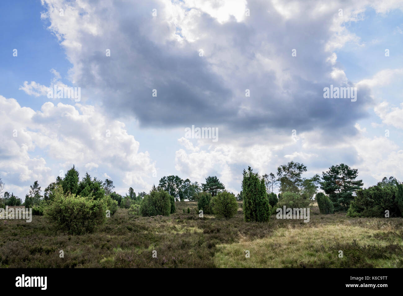 Lüneburger Heide (Heathland) near Hamburg, Germany Stock Photo - Alamy