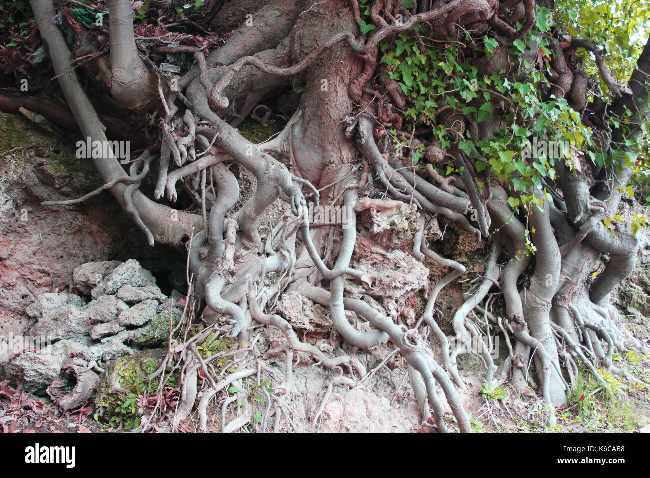 Big tree roots at the forest Stock Photo - Alamy