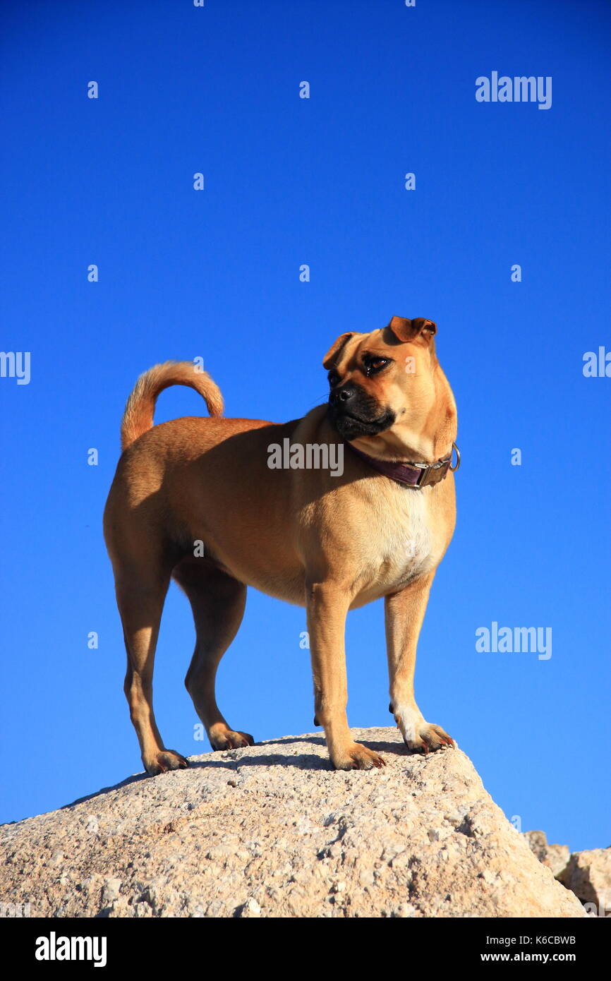 Dog standing on a rock Stock Photo - Alamy