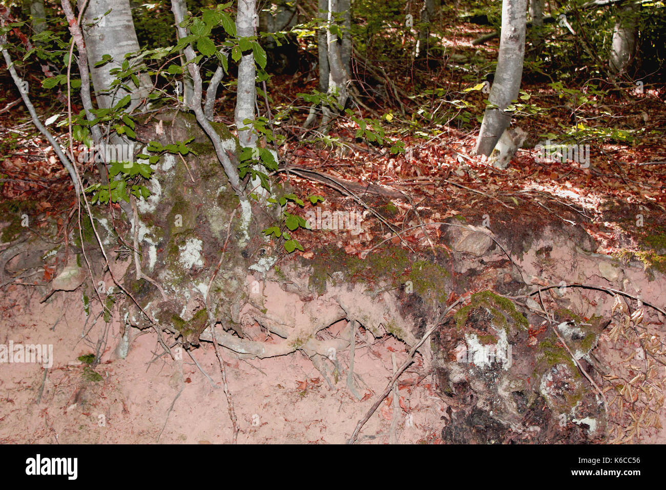 Very big tree roots at the forest Stock Photo - Alamy