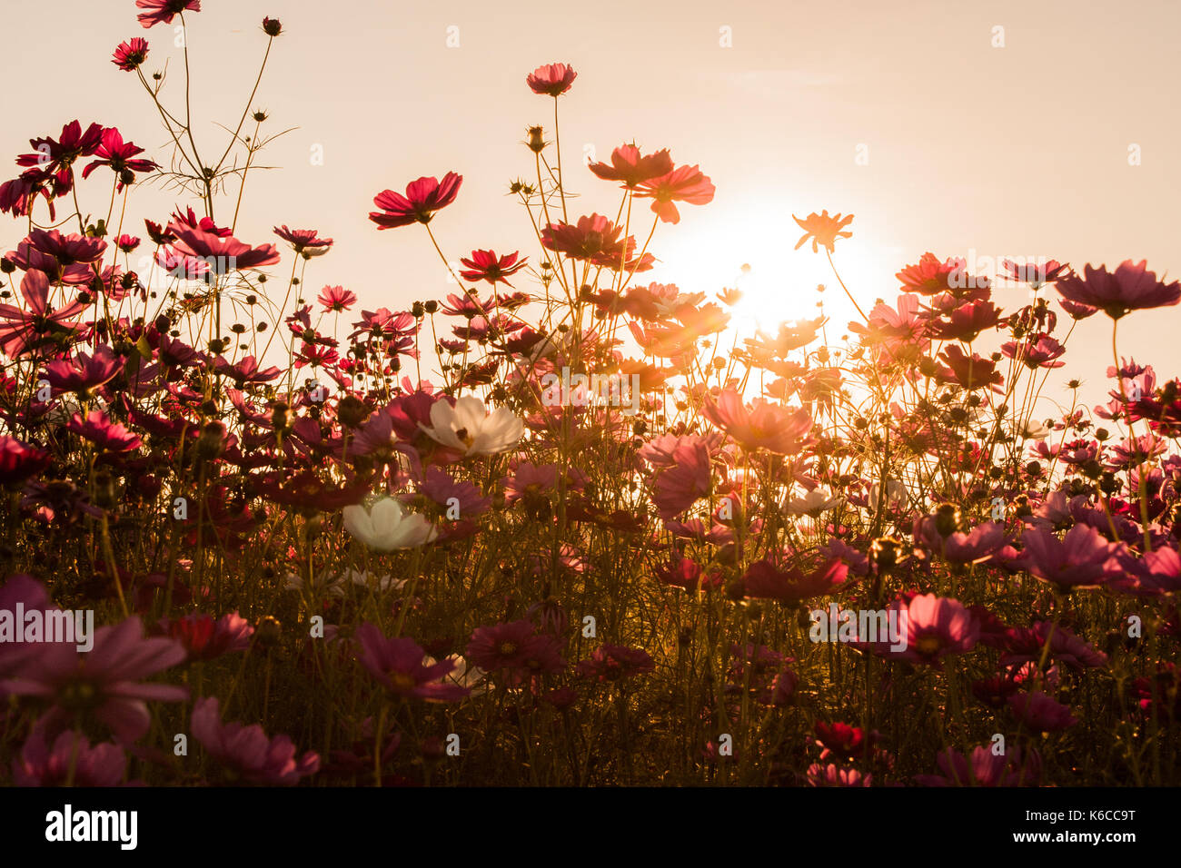 cosmos flowers in sunset Stock Photo - Alamy